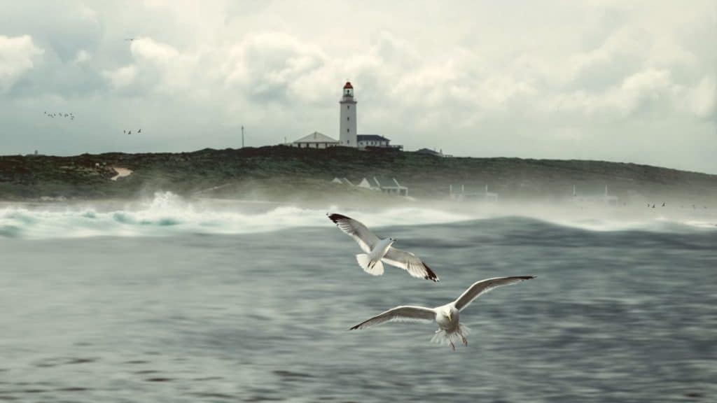 The Worst Shark Attacks in History - A-Z Animals
