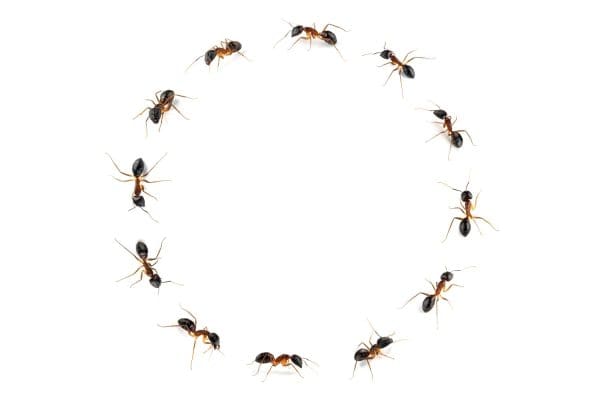 This Deadly Behavior Is Perfectly Natural for Ants. It’s Also Their ...