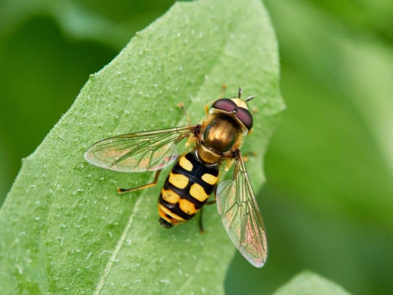 What Fuels a Fly? The Gross Truth About What Flies Eat - A-Z Animals