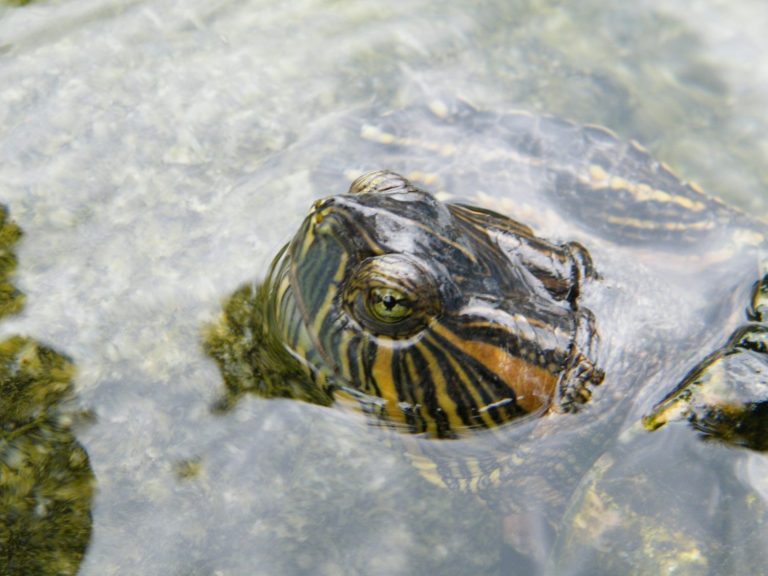 25 Turtles in Texas - A-Z Animals
