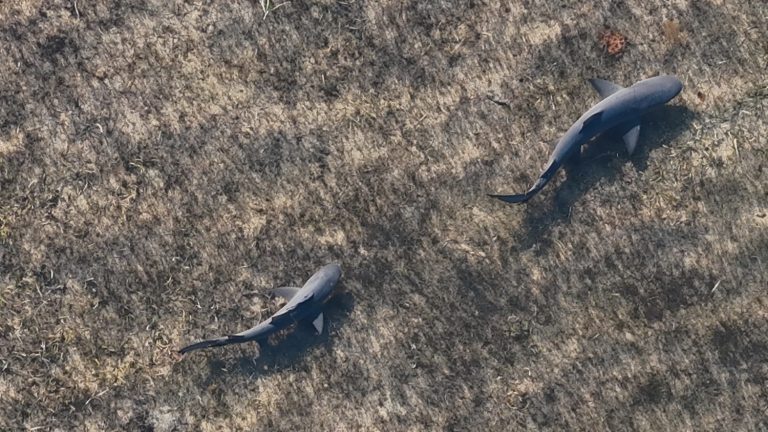 Recent Long Island Shark Attack is Latest Incident in 2025; Where the ...