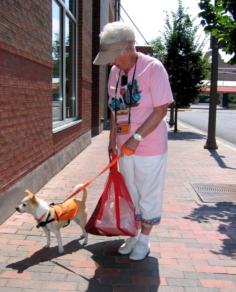 7 Surprising Jobs Assistance Dogs Can Do - A-Z Animals