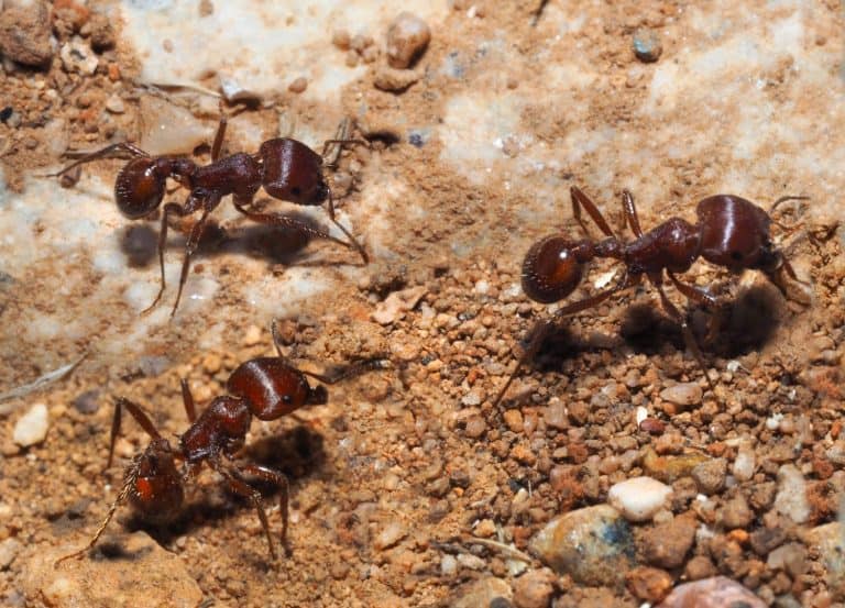 The Invasive Ant Species That Can Change an Entire Ecosystem - A-Z Animals