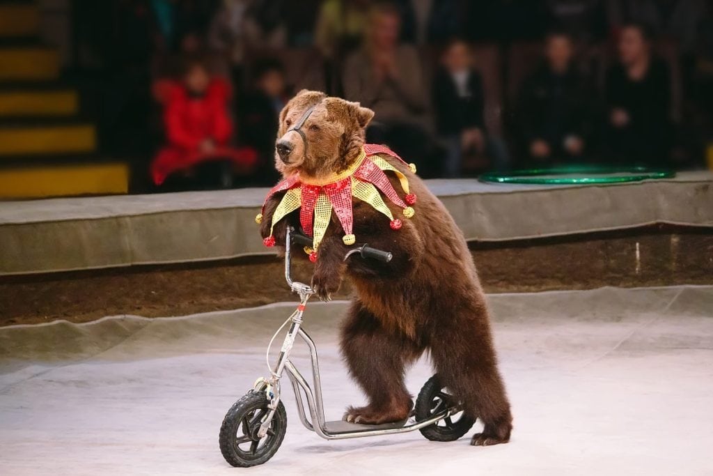A Turning Point for Circus Performing Animals: The New Law You Should ...