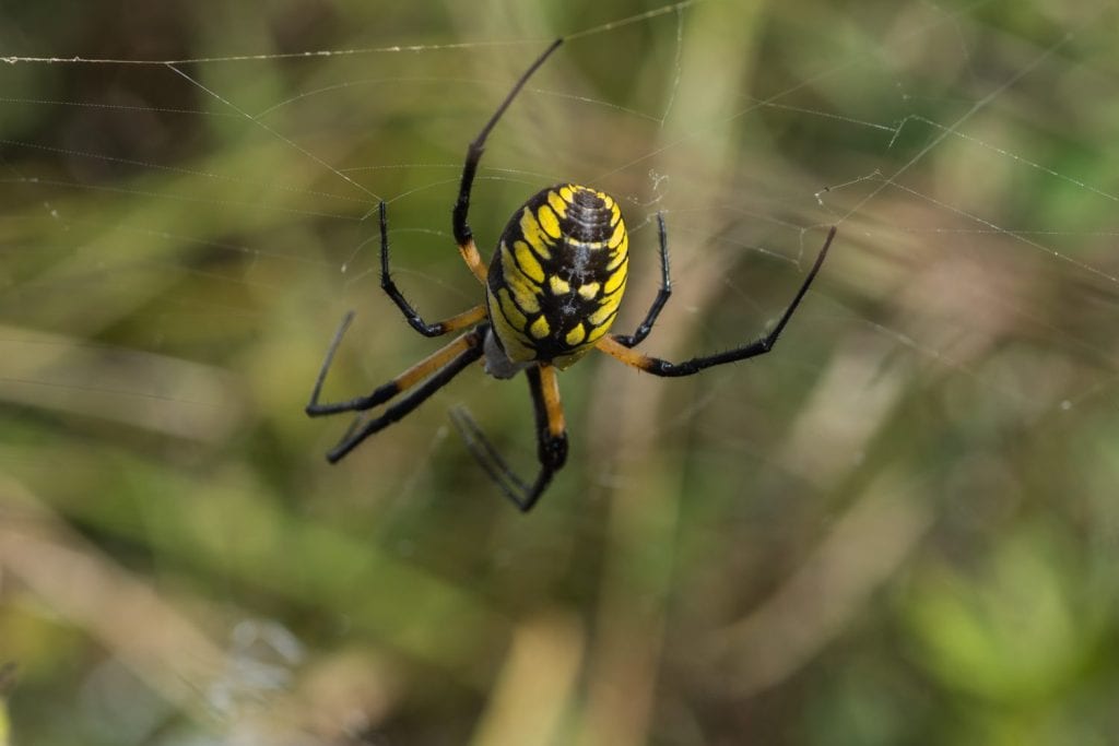 Why Spiders Are the Best Natural Pest Patrol - A-Z Animals