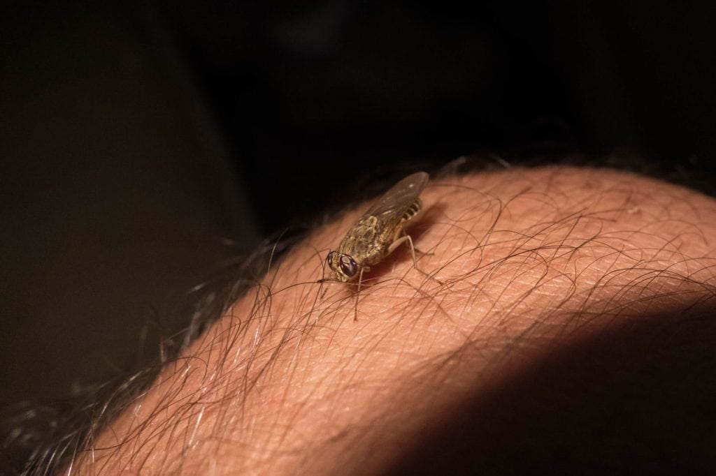 The Bizarre Reason Tsetse Flies Don’t Lay Eggs
