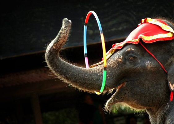 A Turning Point for Circus Performing Animals: The New Law You Should ...