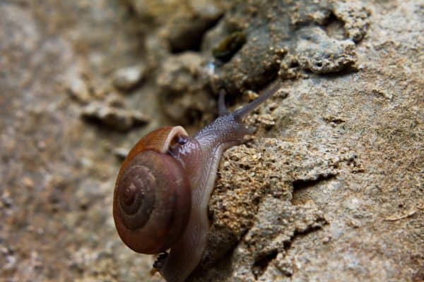 These Naturally Purple Animals Are Absolutely Stunning