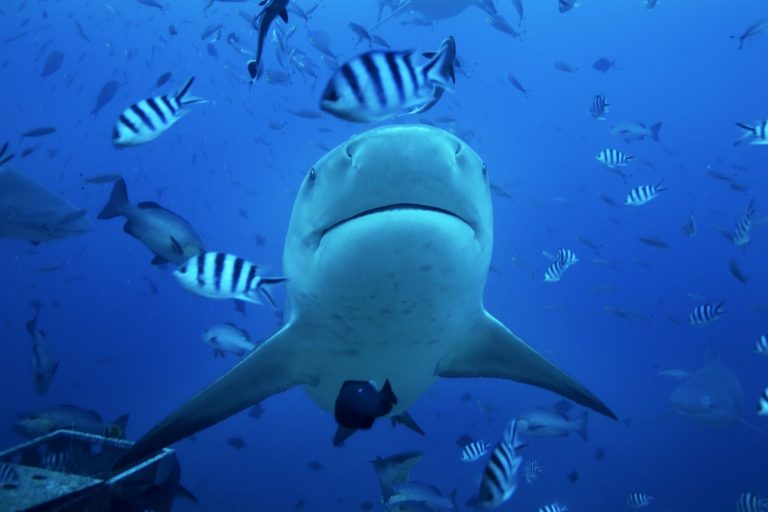 These 14 Animal-Inspired Inventions Are Changing the World - A-Z Animals