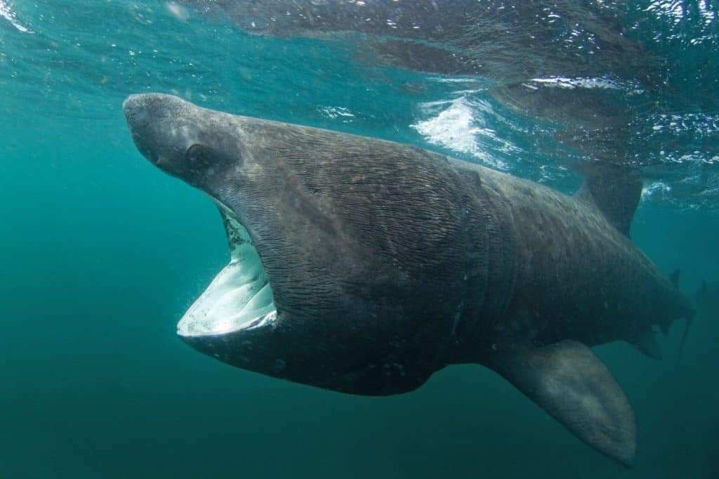 Meet the Most Massive Sharks in the Gulf of Mexico - A-Z Animals