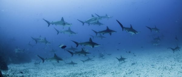 Where to See the World’s Largest Gathering of Hammerhead Sharks - A-Z ...
