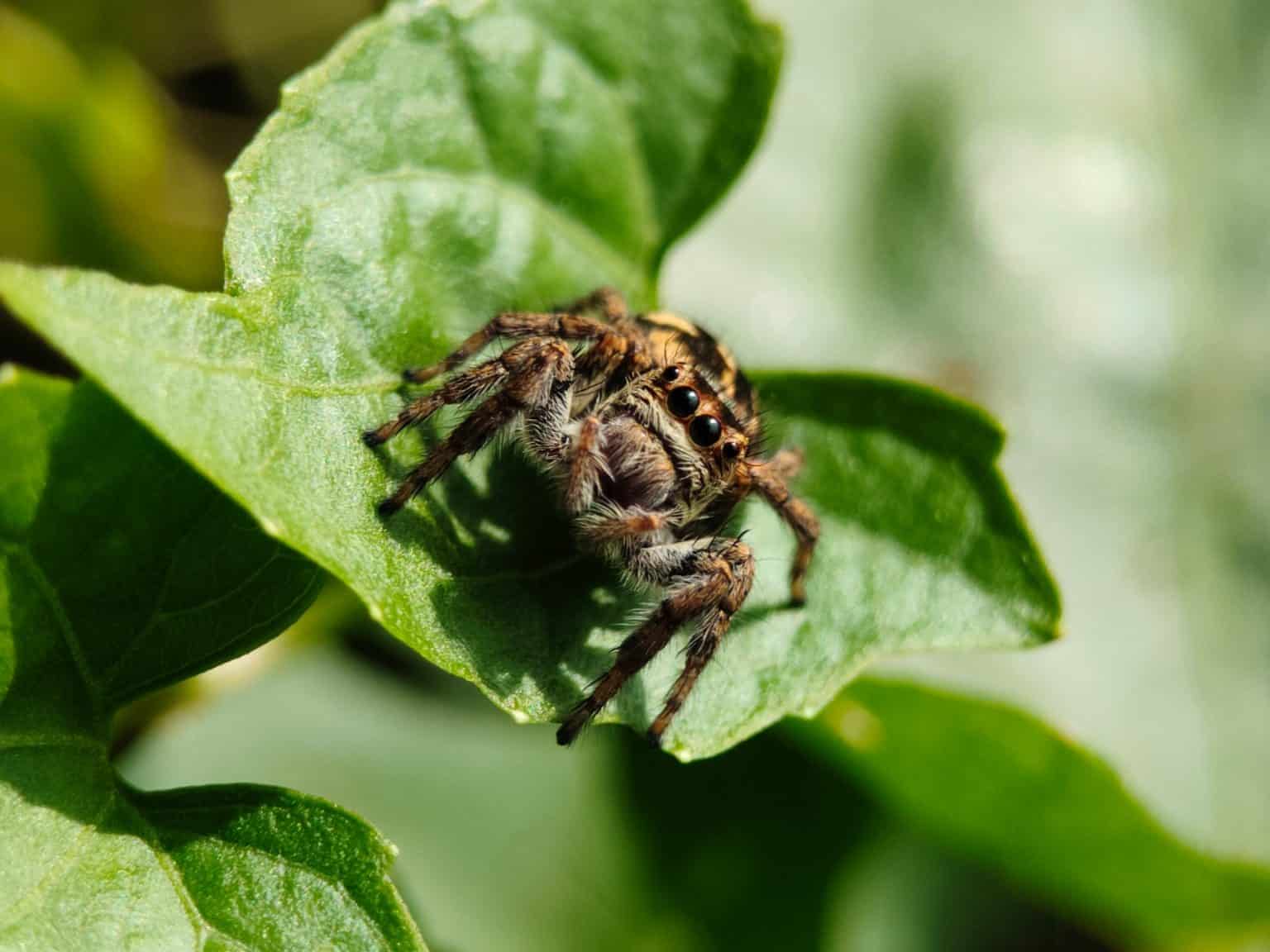 The Wonderful World of Spiders: A 5-Day Lesson Plan for Young Learners ...