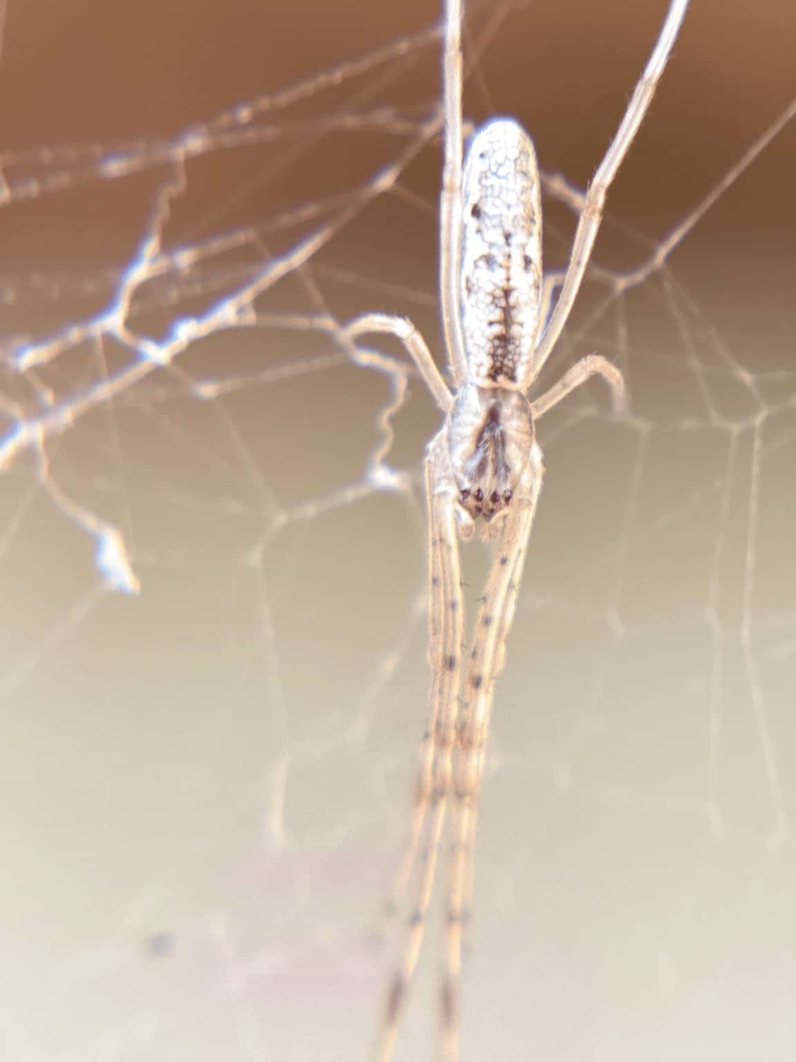 This Stick-Like Spider Uses Yoga Poses to Vanish From View - A-Z Animals