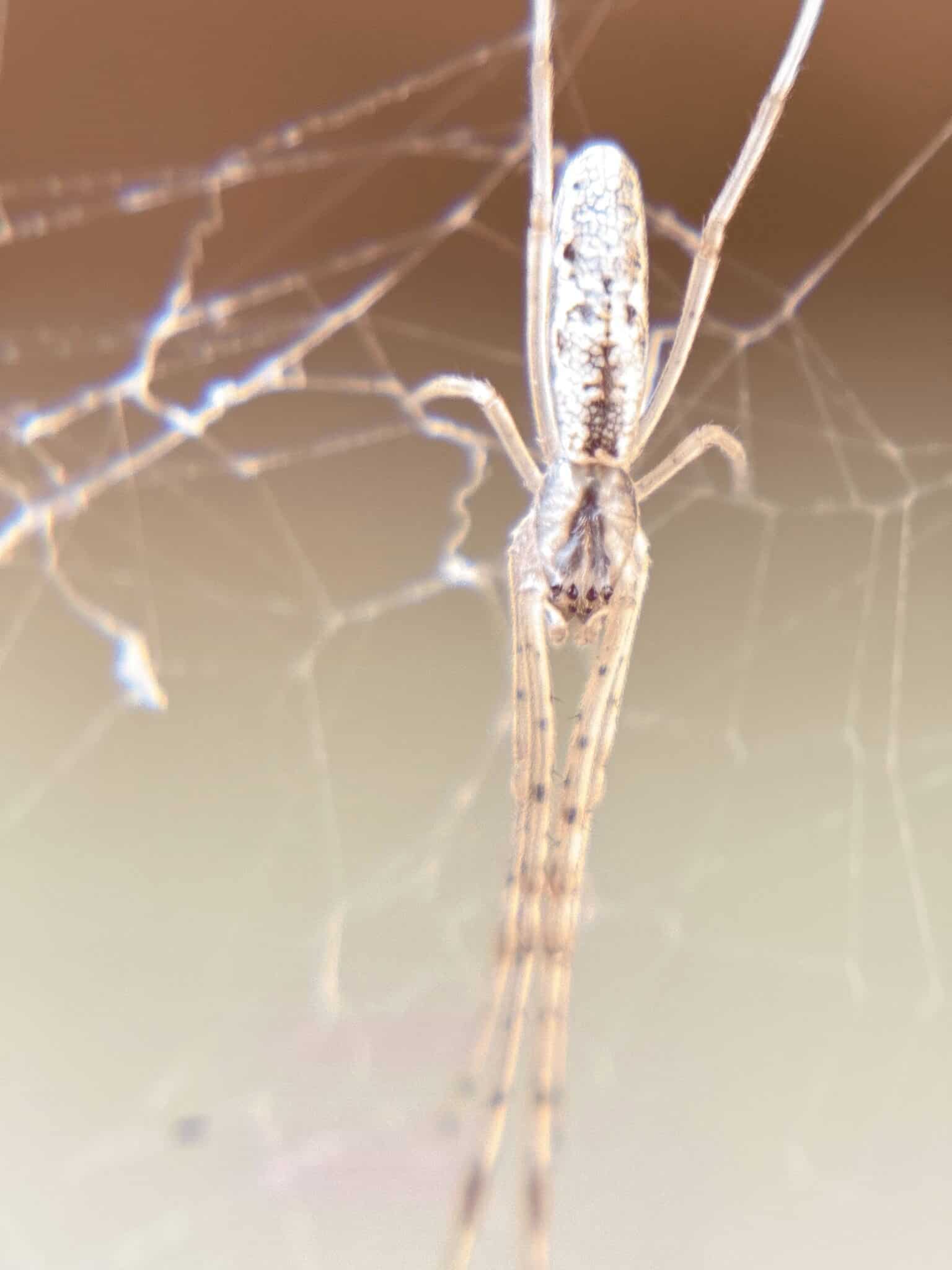 This Stick-Like Spider Uses Yoga Poses to Vanish From View - A-Z Animals
