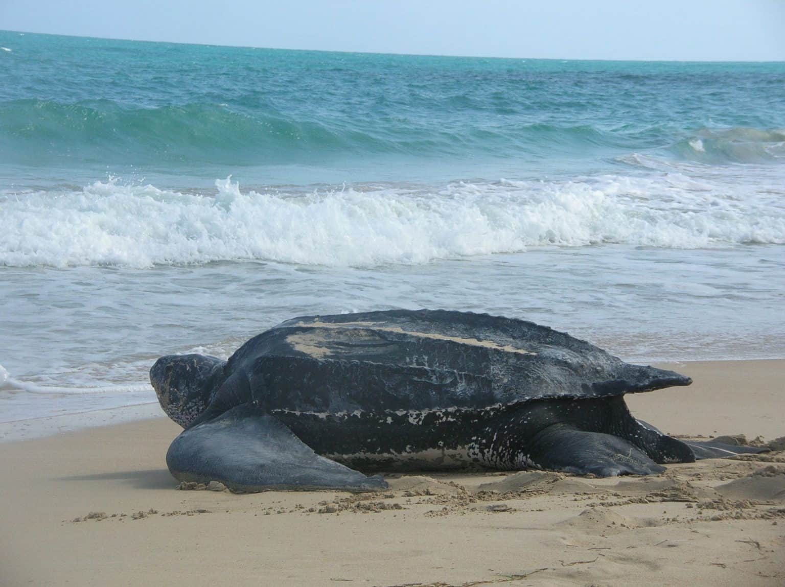 Leatherback Sea Turtle Animal Facts - Dermochelys coriacea - A-Z Animals