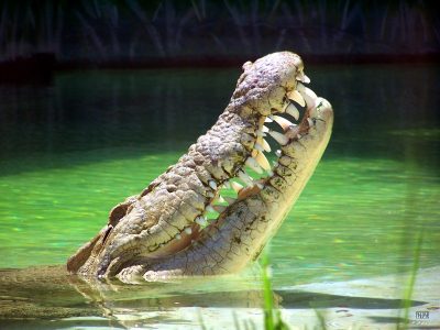 Why Crocodiles Are Faster in Water Than You Think - A-Z Animals