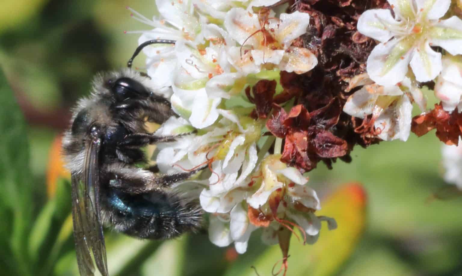 Check Out the Newly Discovered Bee Species Found in Texas and Oklahoma ...
