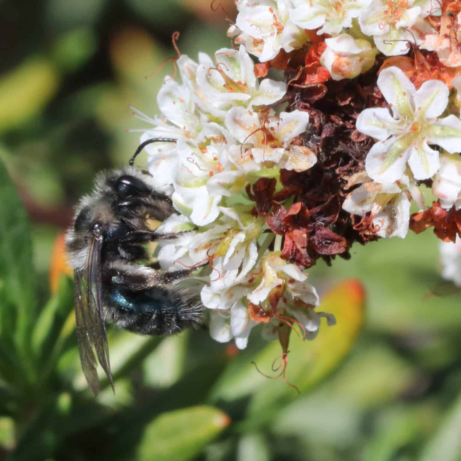 Check Out the Newly Discovered Bee Species Found in Texas and Oklahoma ...