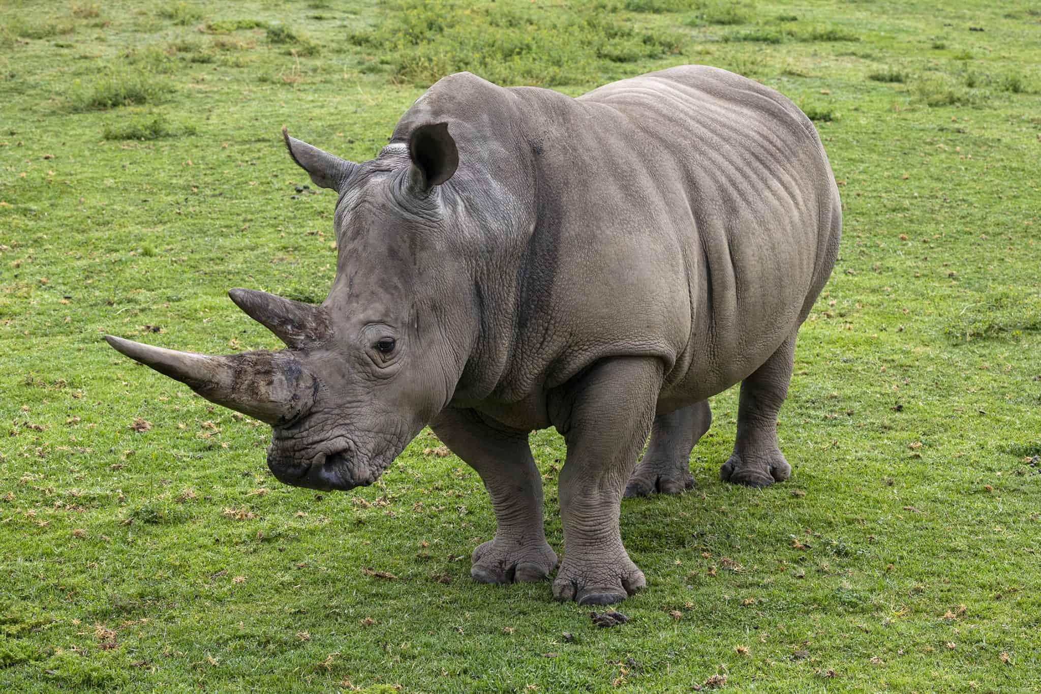 The World Watches as this Species on the Brink Fights for Survival - A ...