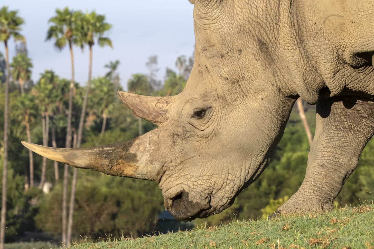 Sumatran Rhinoceros Animal Facts - Dicerorhinus Sumatrensis - A-Z Animals