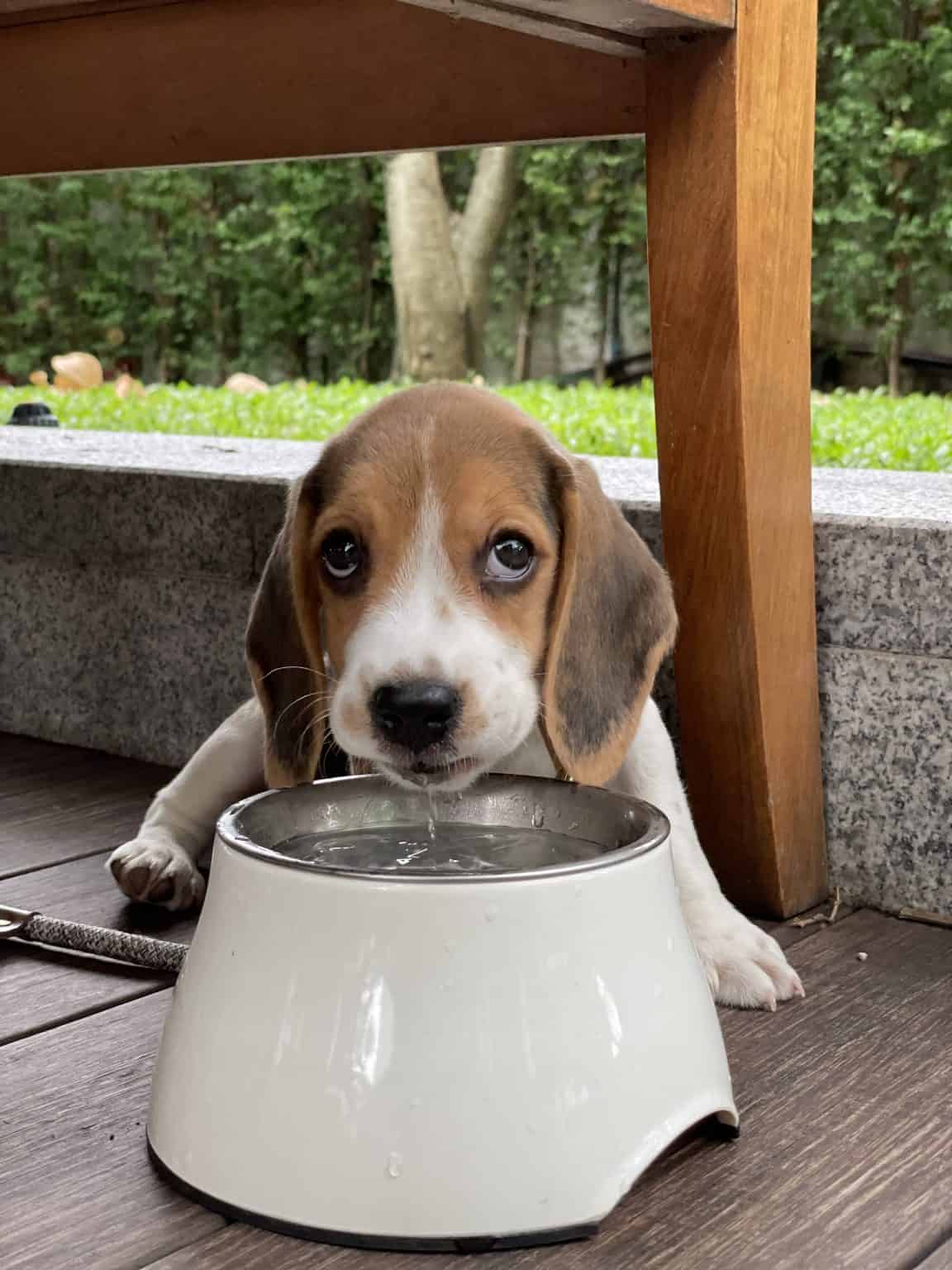 7 Hydration Products to Keep Your Pets Safe in Summer
