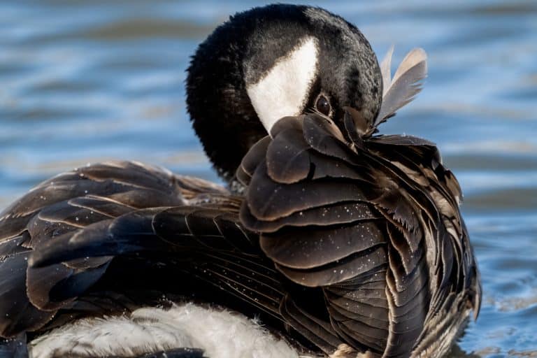Why Birdwatching Is Exploding in Popularity Across America - A-Z Animals
