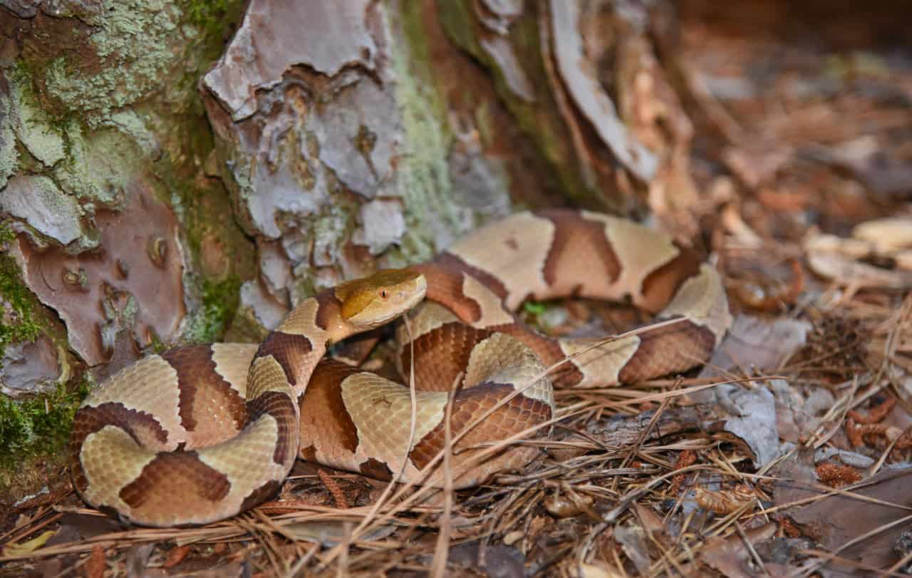 Discover the Most Venomous Snakes on Earth - A-Z Animals Slideshows