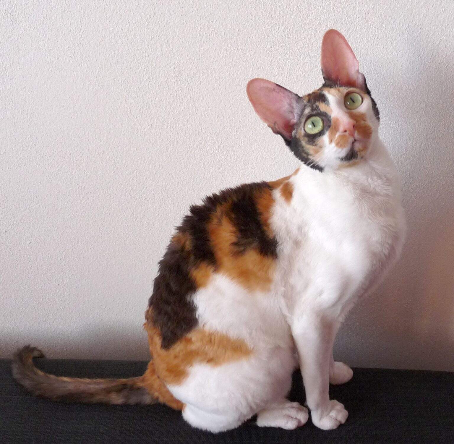 Meet the Most Popular Calico Cat Breeds You Can Own - A-Z Animals
