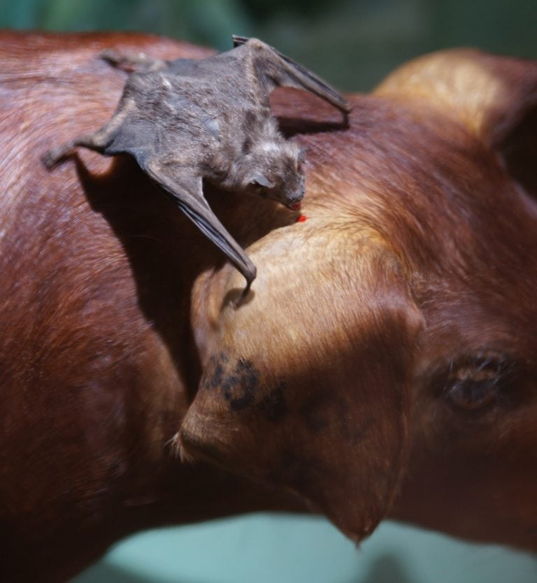 Why Vampire Bats Regurgitate Blood for Their Hungry Friends - A-Z Animals
