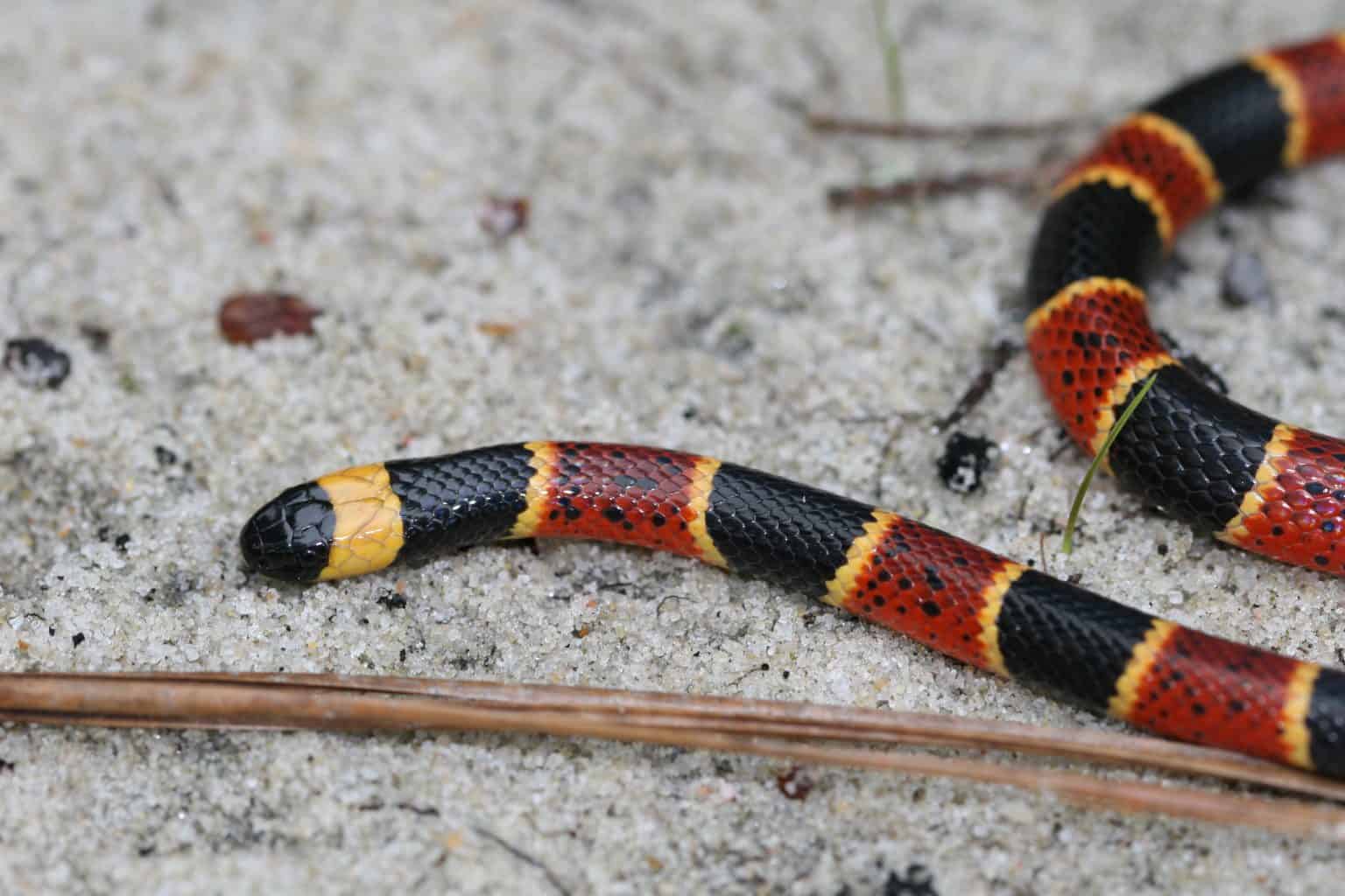 These Are the Most Venomous Snakes in North Carolina - A-Z Animals