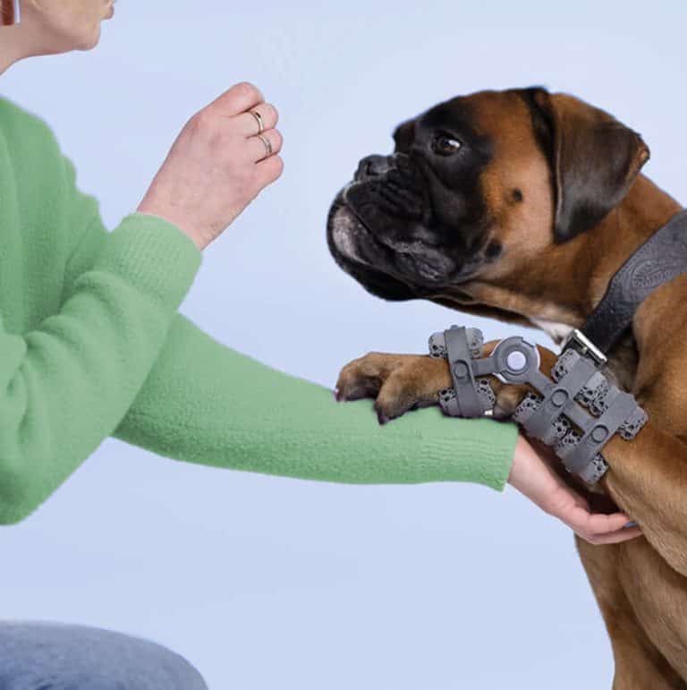 Pet Orthotics and Prosthetics