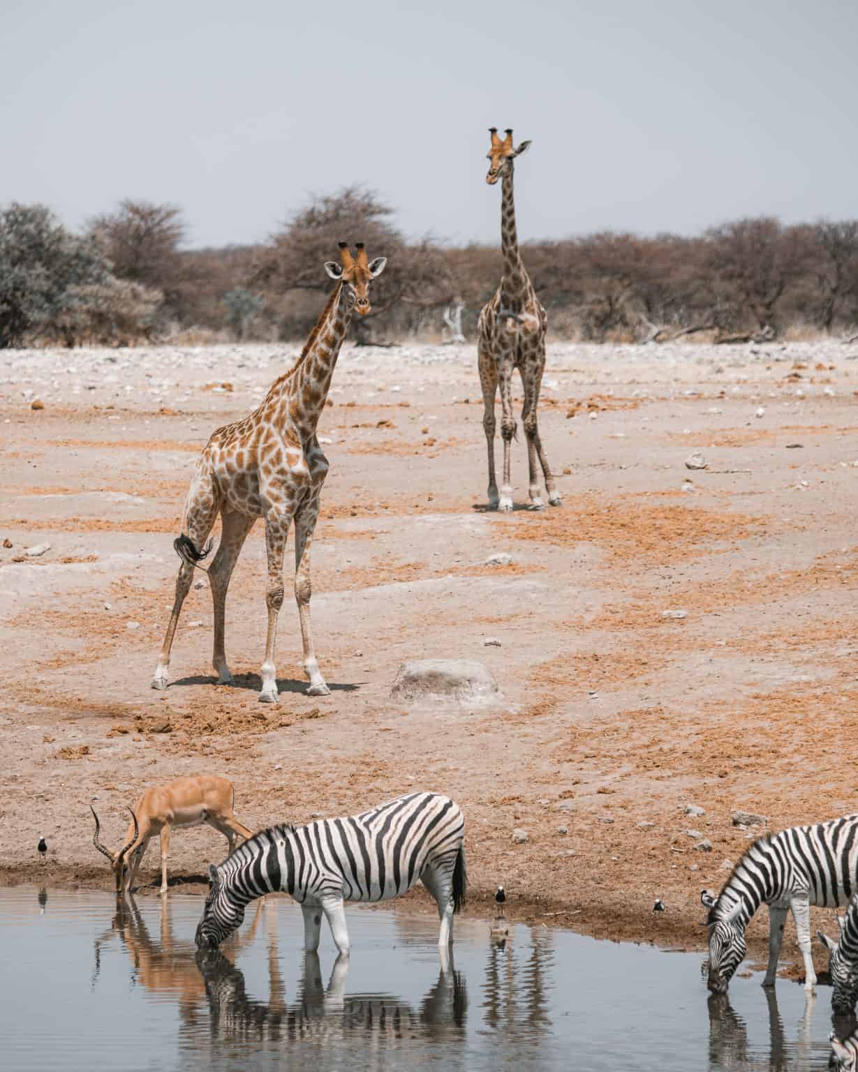 Why Male Giraffes Drink Urine During Mating Season - A-Z Animals