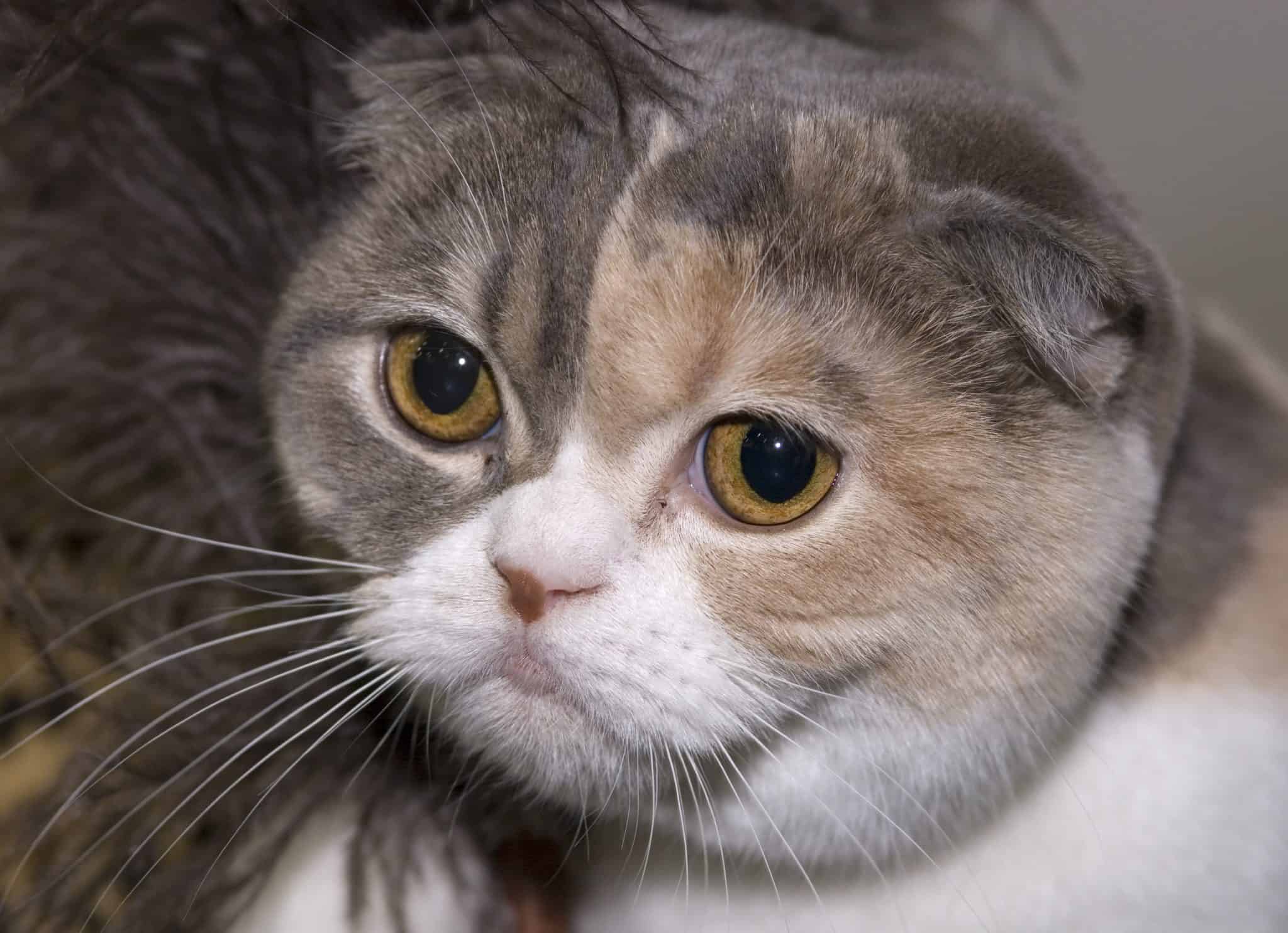 Scottish Fold Cat Animal Facts - Felis catus - A-Z Animals