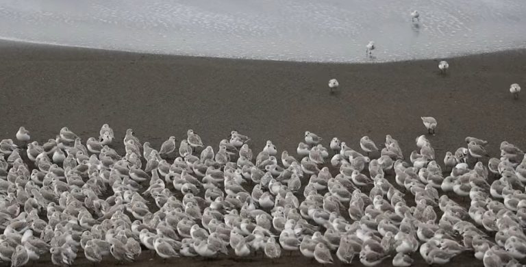 The Real Reason Sanderlings Chase the Surf on the Beach - A-Z Animals