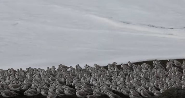 The Real Reason Sanderlings Chase the Surf on the Beach - A-Z Animals