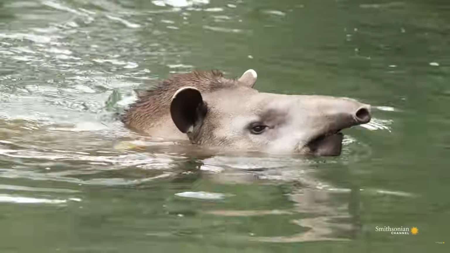 Tapirs Have Survived Since the Eocene Thanks to This Clever Trick - A-Z ...