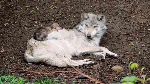 Adorable Wolf Pup Naps Peacefully on Its Protective Mother - A-Z Animals