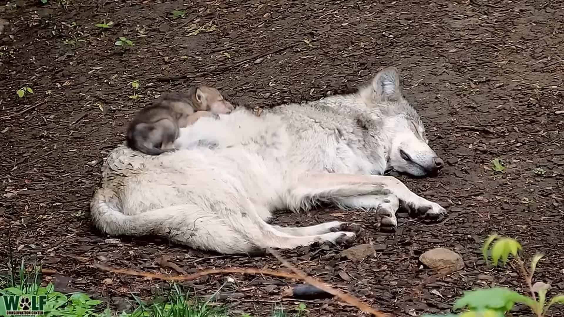 Adorable Wolf Pup Naps Peacefully on Its Protective Mother - A-Z Animals