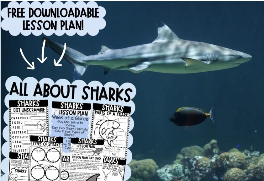 Welcome to Shark School: A 5-Day Ocean Animal Lesson Plan for Kids - A ...