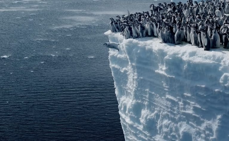 Brave Penguin Chicks Dive Into Unknown From Sheer Cliff Face - A-Z Animals
