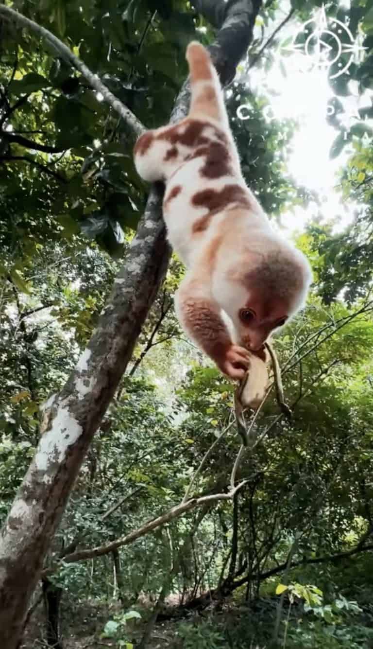 The Spotted Cuscus Proves That Slow and Steady Wins the Canopy - A-Z ...