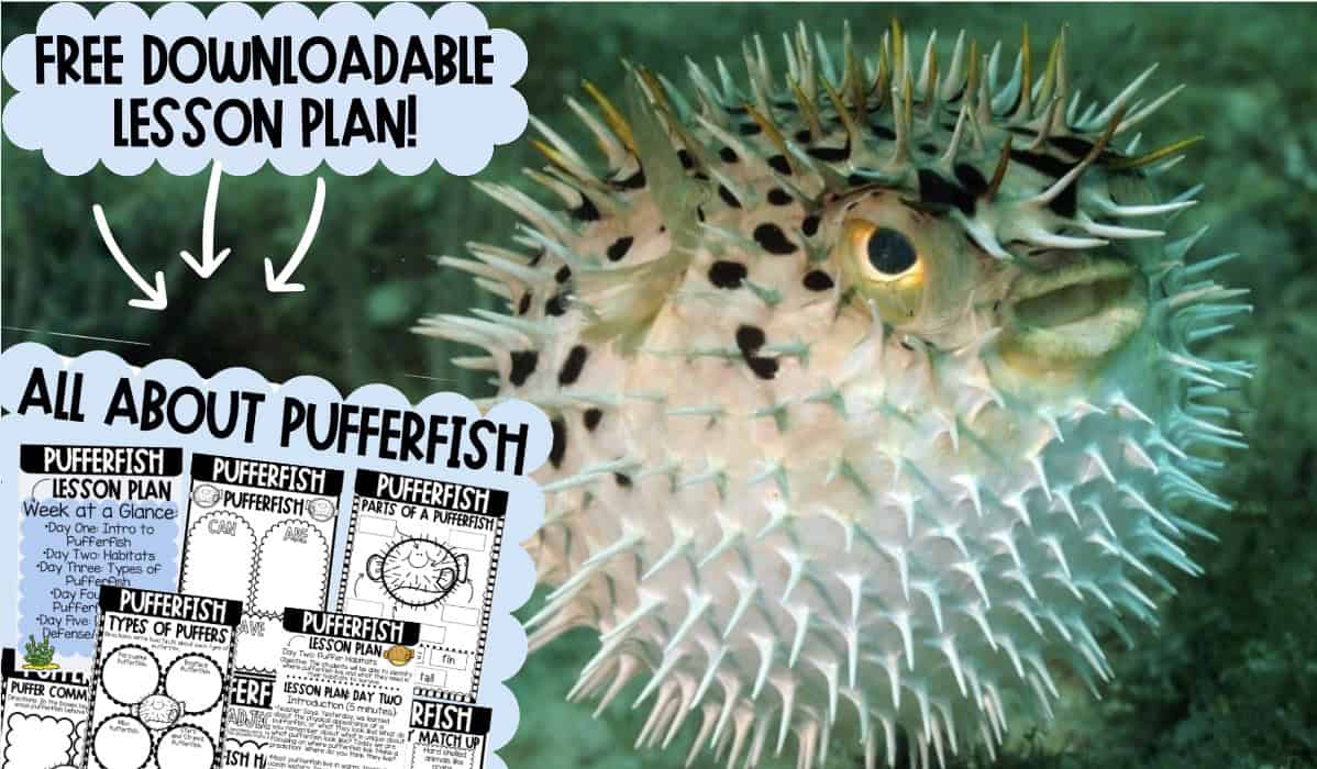 Explore the Amazing World of Pufferfish in Our Free Downloadable Lesson ...