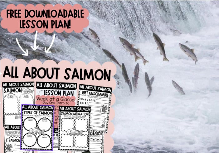Explore a Salmon's Journey in This Free Downloadable Lesson Plan - A-Z ...