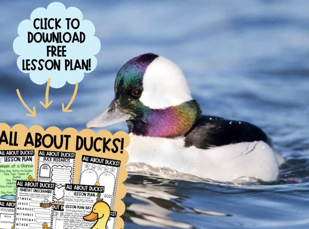 Quack, Quack! A Free Unit Plan on Ducks for Kids - A-Z Animals