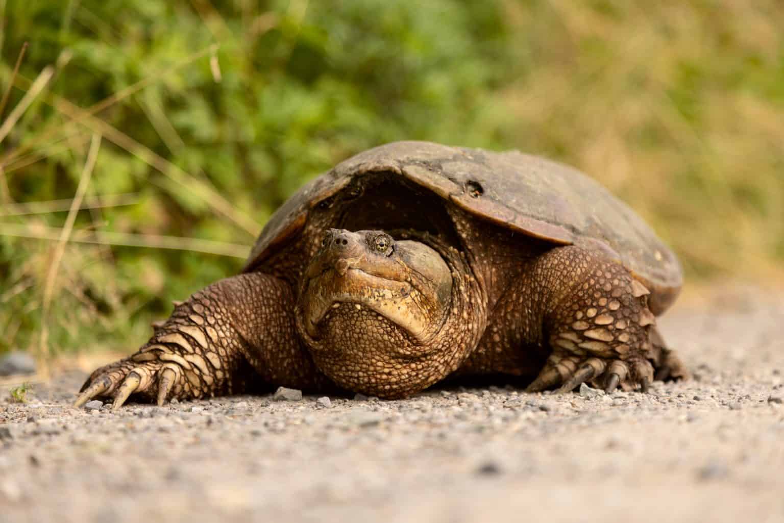 This Slow Turtle Has Lightning-Fast Reflexes - A-Z Animals