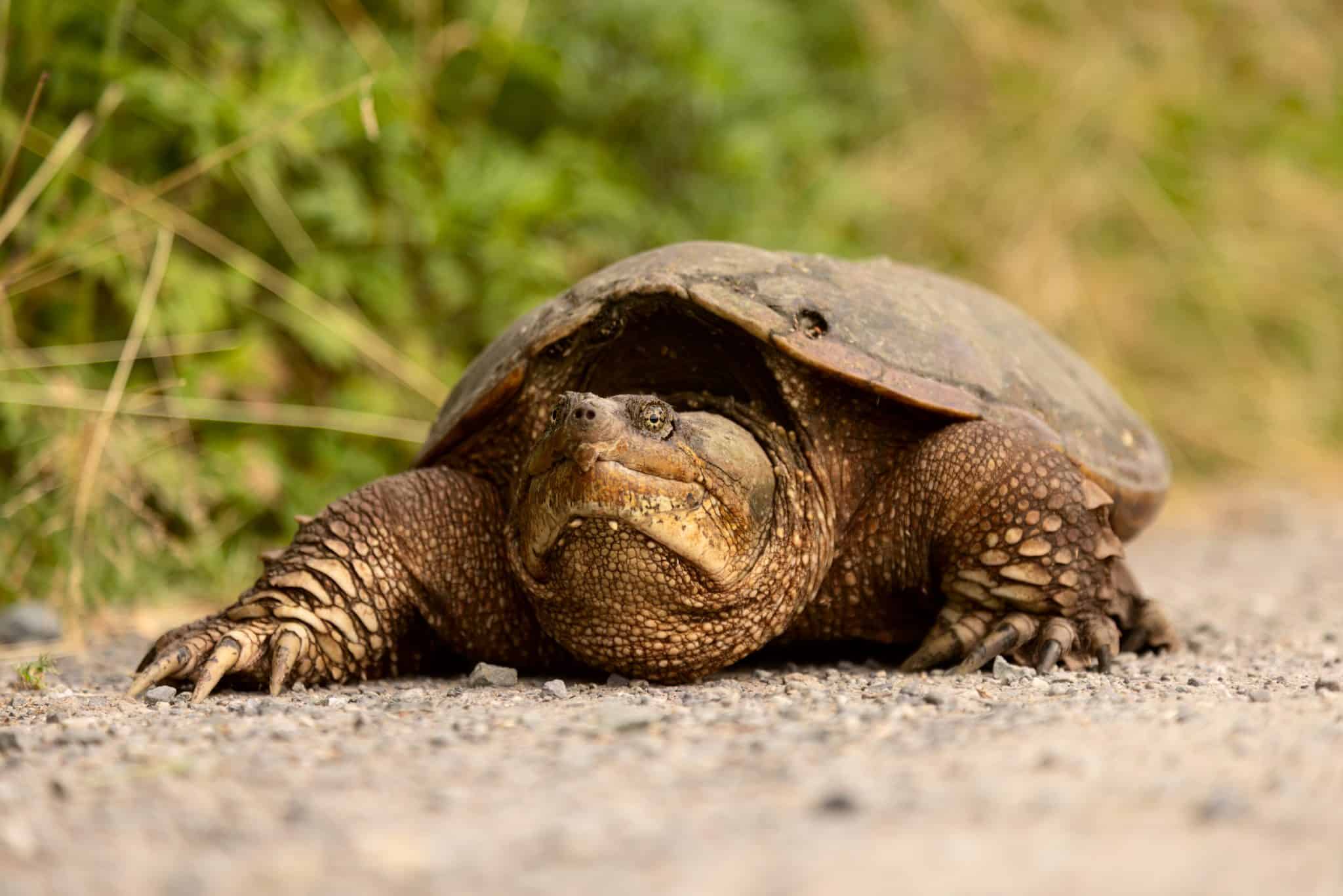 This Slow Turtle Has Lightning-Fast Reflexes - A-Z Animals