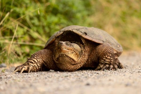 This Slow Turtle Has Lightning-Fast Reflexes - A-Z Animals