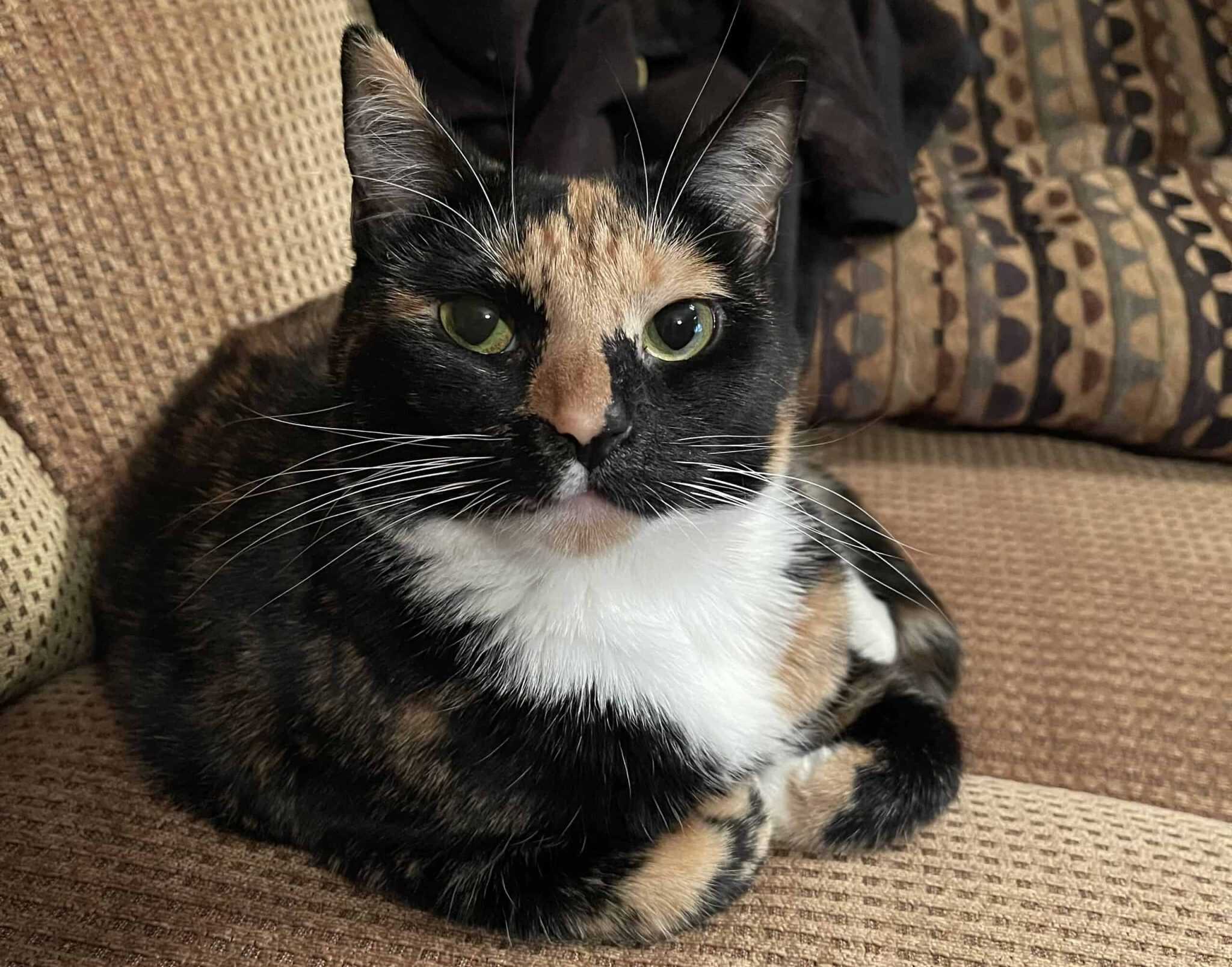 Meet the Most Popular Calico Cat Breeds You Can Own - A-Z Animals