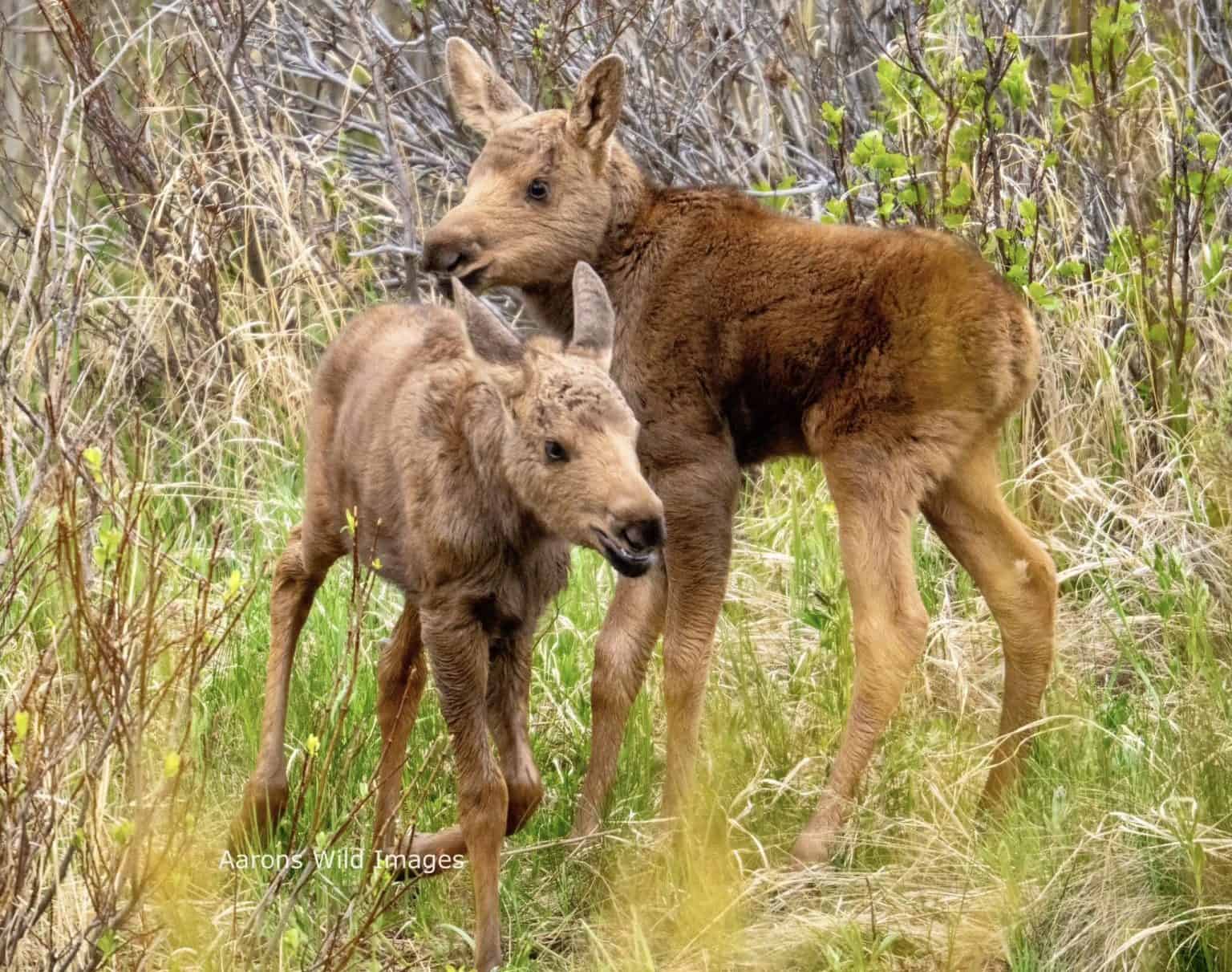 Rare Twin Moose Calves Spotted in Rocky Mountain National Park - A-Z ...