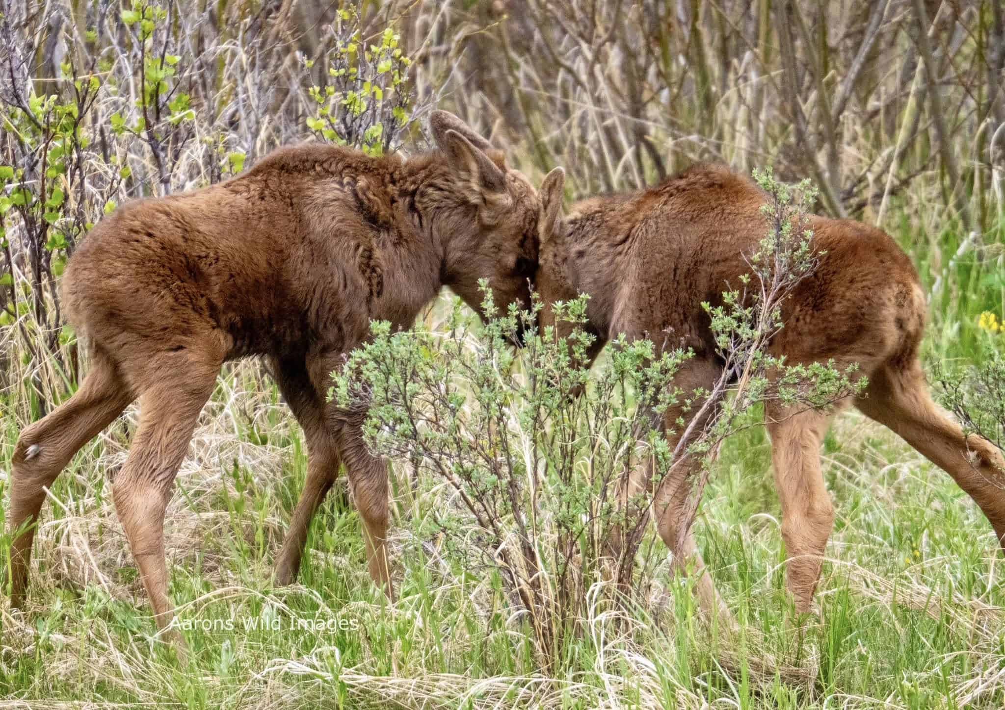 Rare Twin Moose Calves Spotted in Rocky Mountain National Park - A-Z ...